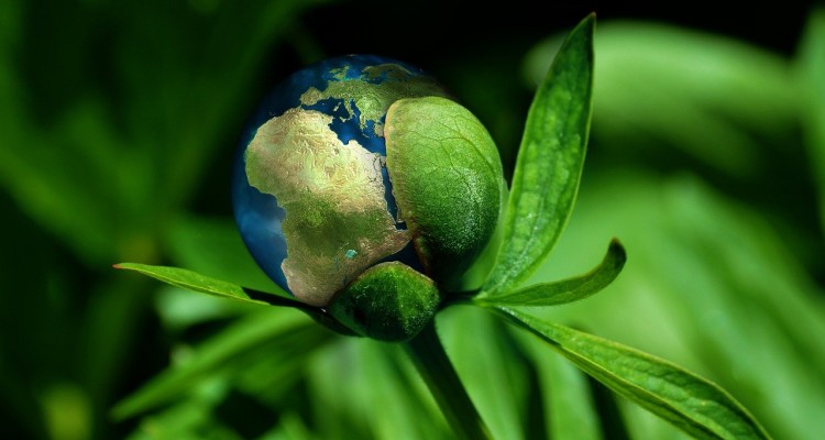¿Qué son los microecosistemas y los macroecosistemas? - HeraldoDigital